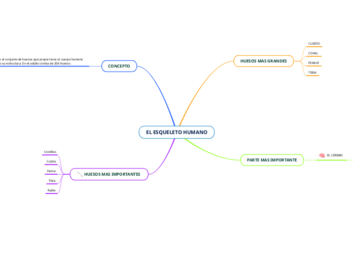 EL ESQUELETO HUMANO - Mind Map